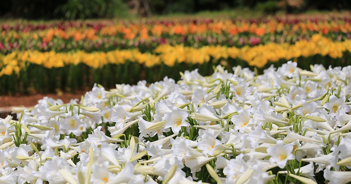 【鹿児島県 2024年版】 春の絶景・風物詩10選 多彩なユリが咲き誇る色彩豊かな景色 | 今こそ行きたい！ 「日本にしかない風景」再発見