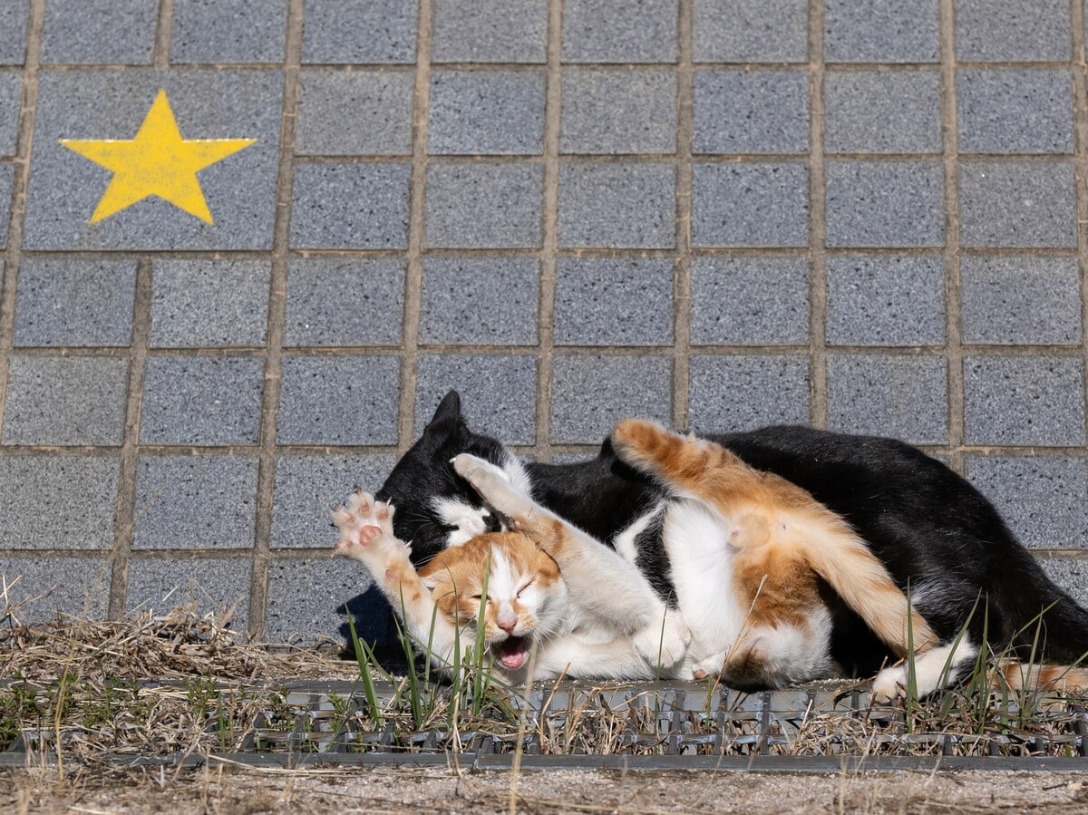 (2ページ目)「スターを取り損ねちゃったの？」“奇跡の一枚”なのにお蔵入りしたのはなぜ？ 人気猫写真家が2年間秘めていた“感無量”な撮影秘話