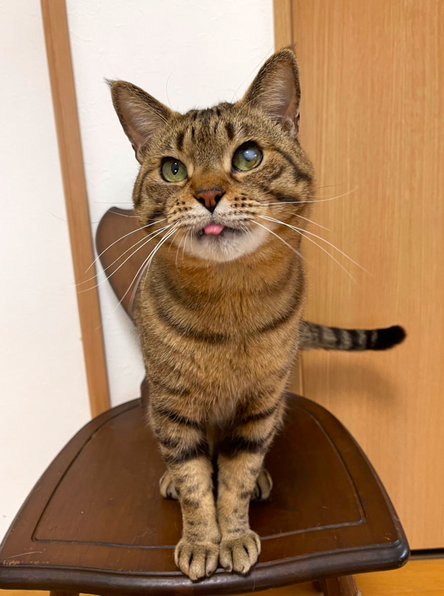 【かわいいニャングランプリ2025】その輝きにノックダウン！ 美猫部門発表！《CREA×BSテレ東「猫の日」コラボ》 | CREA編集部主催 ...